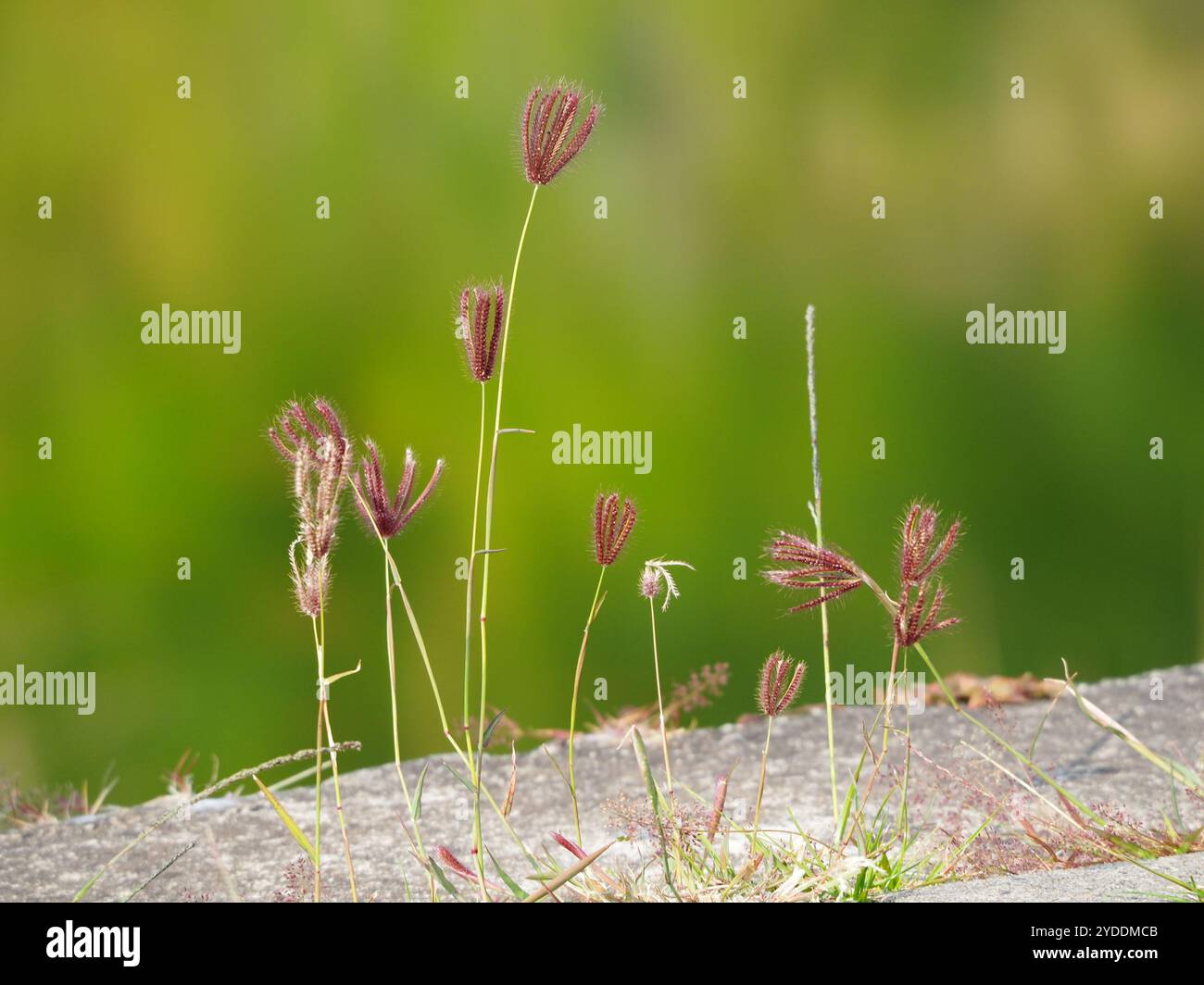 Finger Grass (Chloris barbata Stock Photo - Alamy
