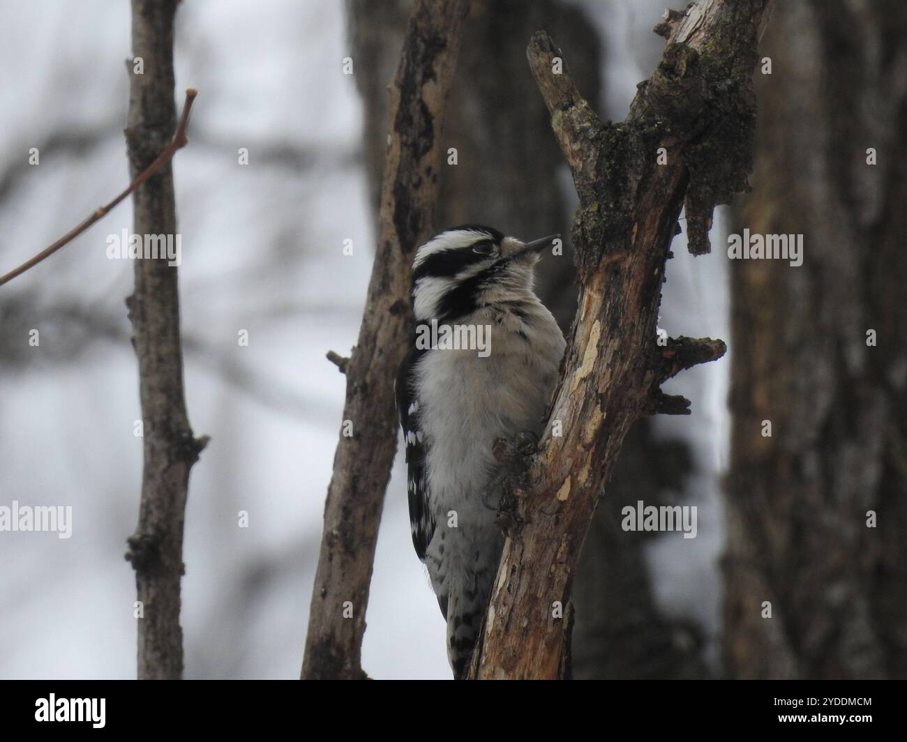 Downy Woodpecker (Dryobates pubescens Stock Photo - Alamy