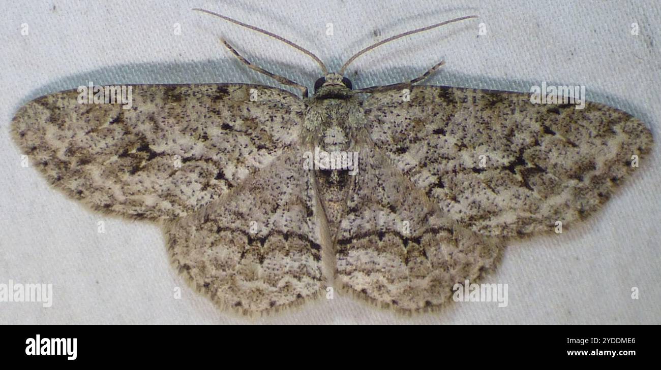 Small Engrailed (Ectropis crepuscularia Stock Photo - Alamy