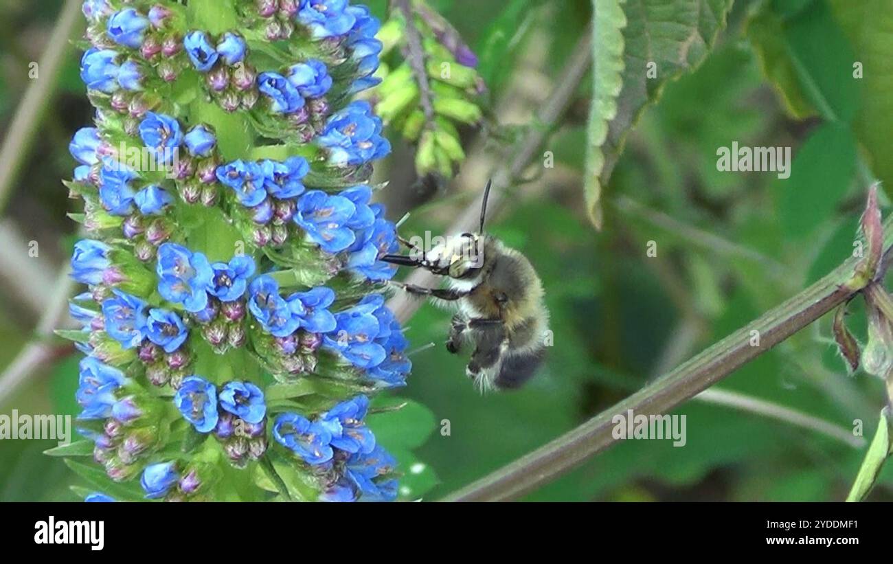 Anthophora dispar hi-res stock photography and images - Alamy