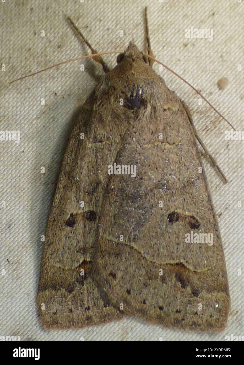 Common Oak Moth (Phoberia atomaris Stock Photo - Alamy