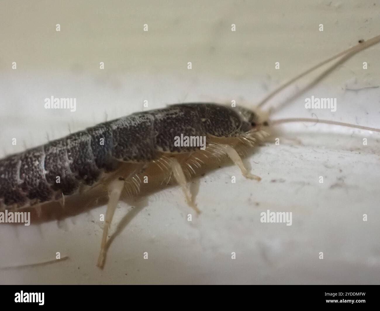 Long tailed silverfish hi-res stock photography and images - Alamy