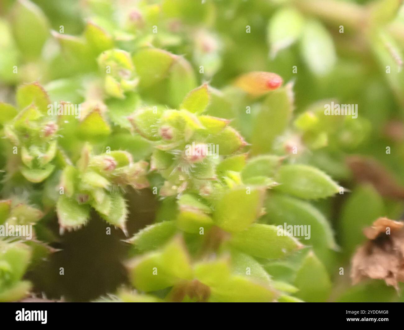 tiny bedstraw (Galium murale Stock Photo - Alamy