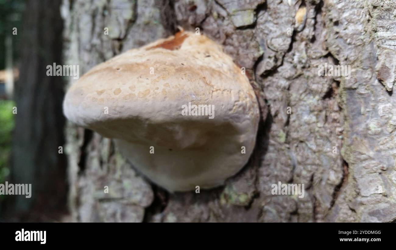 Hoof Fungus (Fomes fomentarius Stock Photo - Alamy