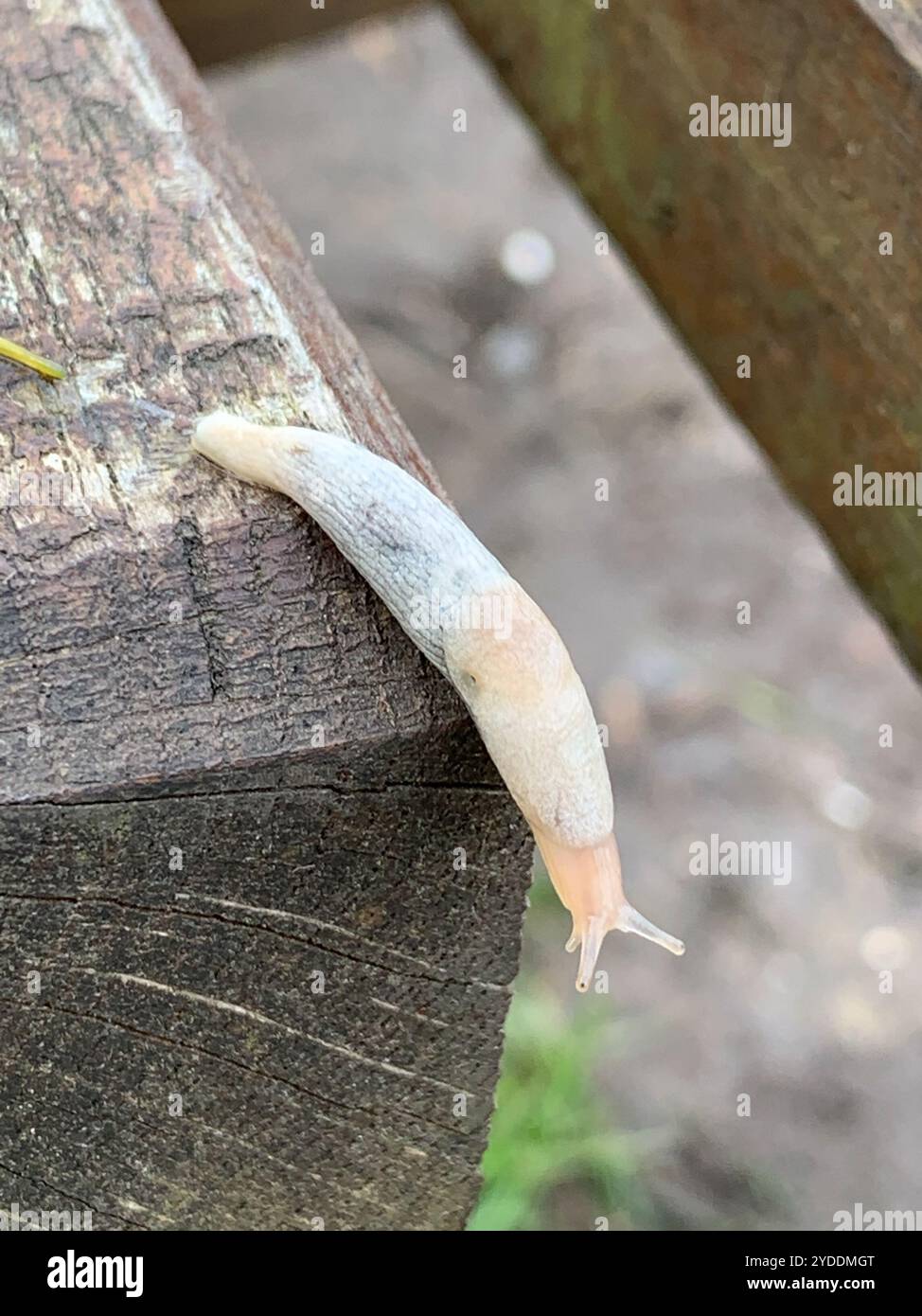 Milky slug hi-res stock photography and images - Alamy
