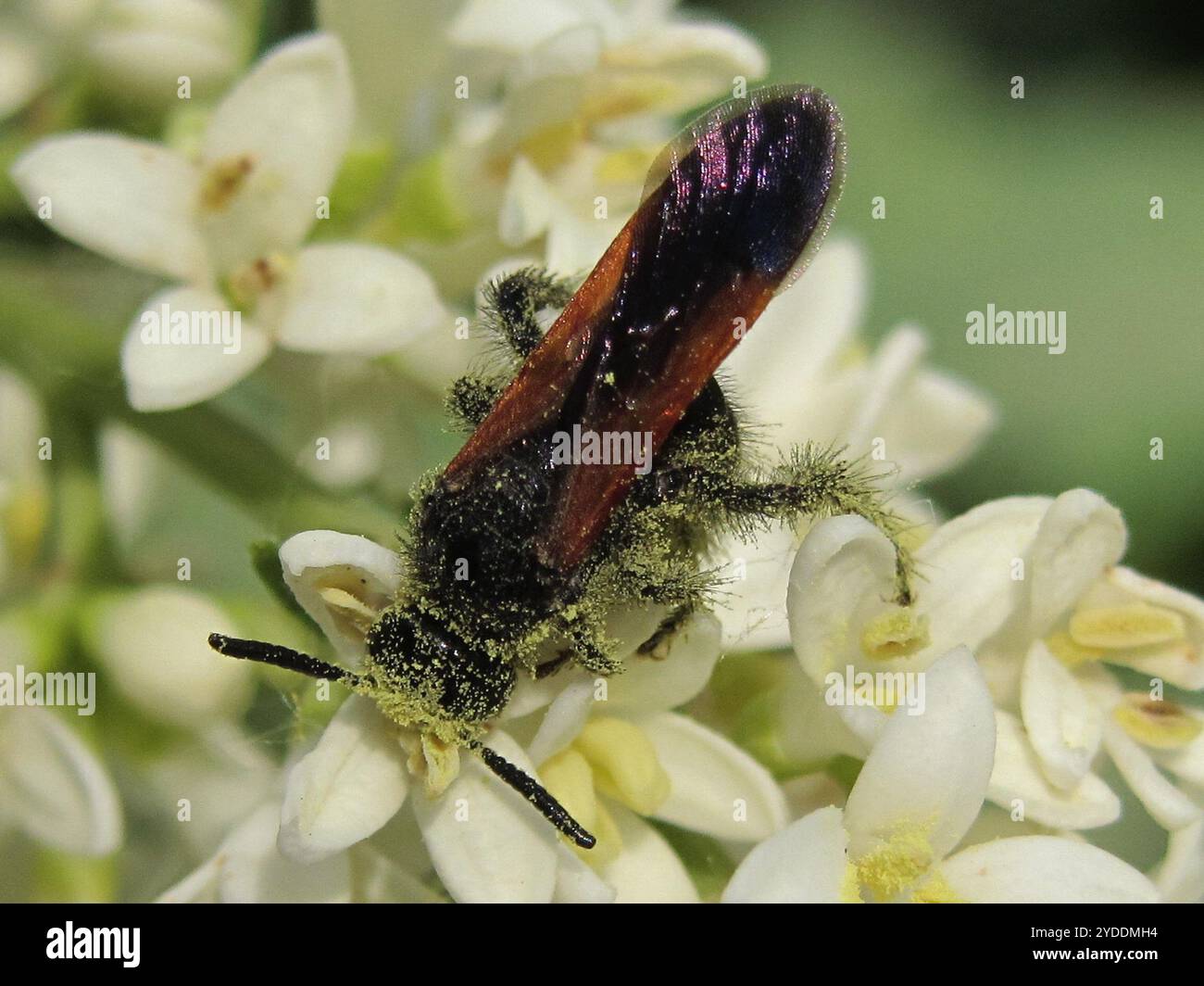 Scolia sexmaculata hi-res stock photography and images - Alamy