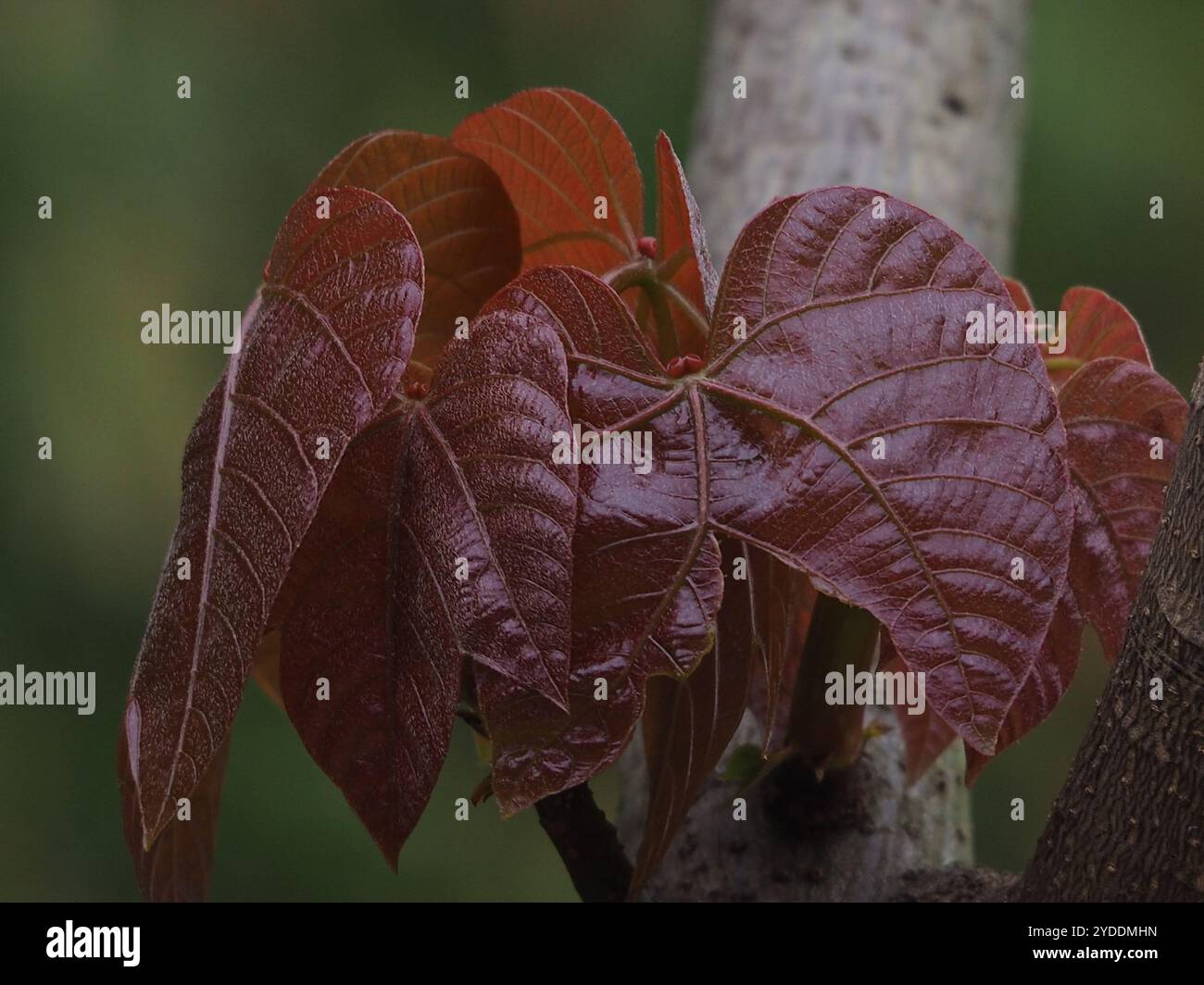 Mu oil tree hi-res stock photography and images - Alamy