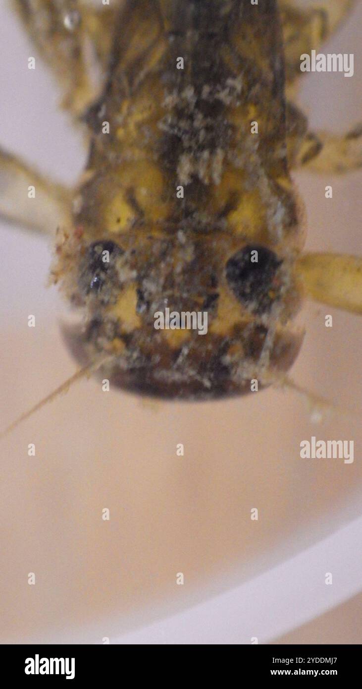 Orange Cahill (Stenacron interpunctatum Stock Photo - Alamy