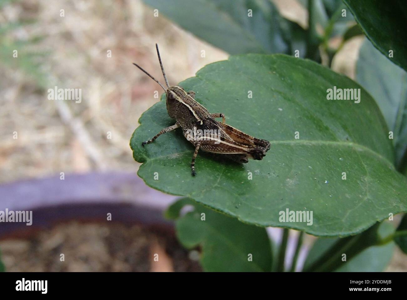 Wingless grasshopper hi-res stock photography and images - Alamy