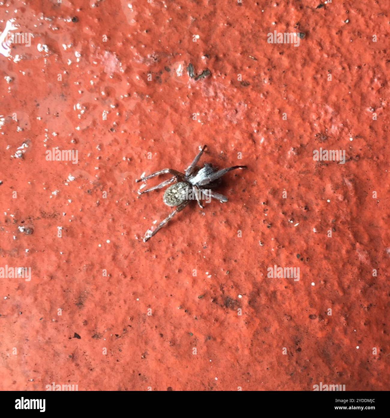 Badumna spider hi-res stock photography and images - Alamy
