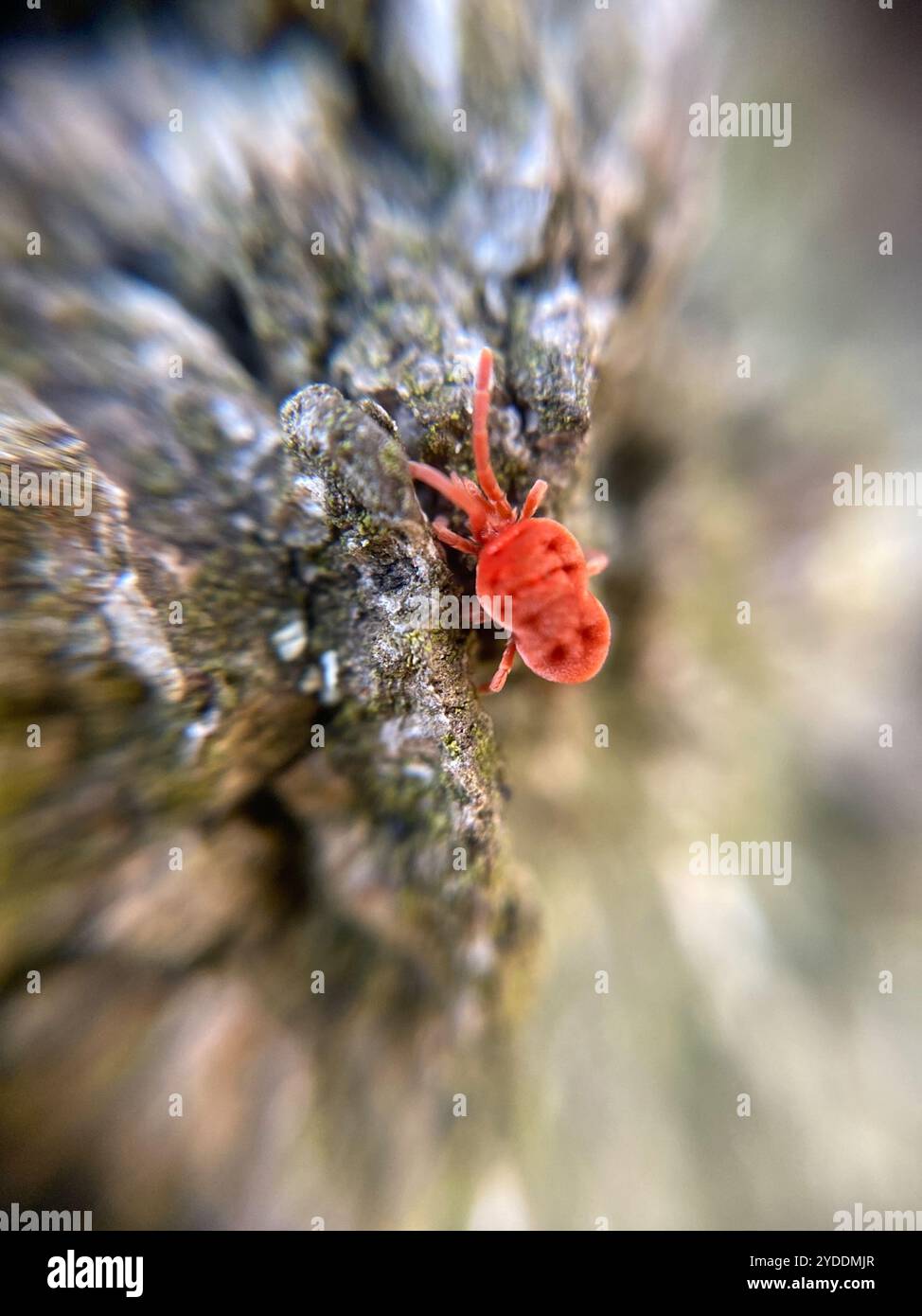 Sumo Mites (Allothrombium Stock Photo - Alamy