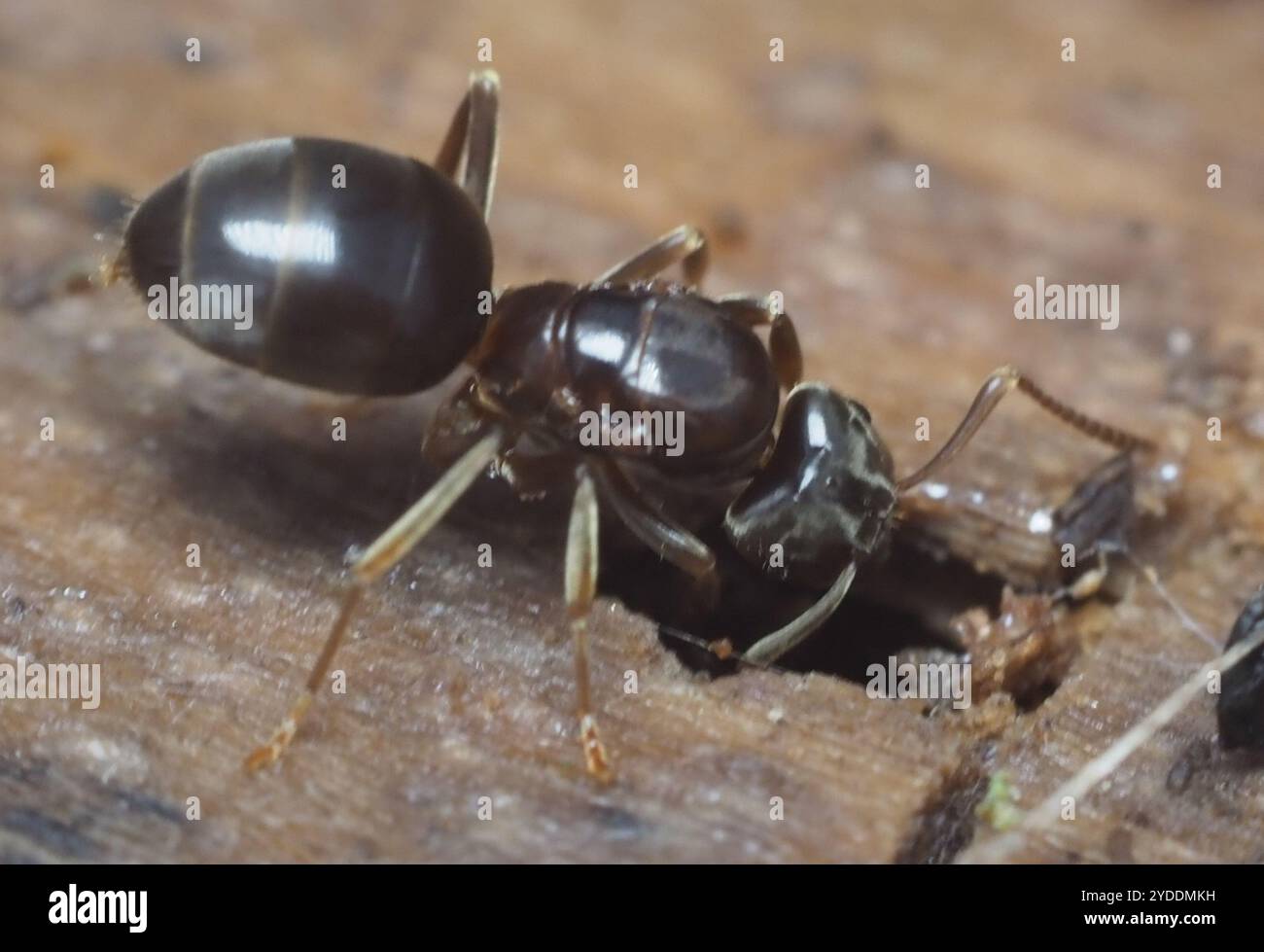 Fuzzy ant hi-res stock photography and images - Alamy