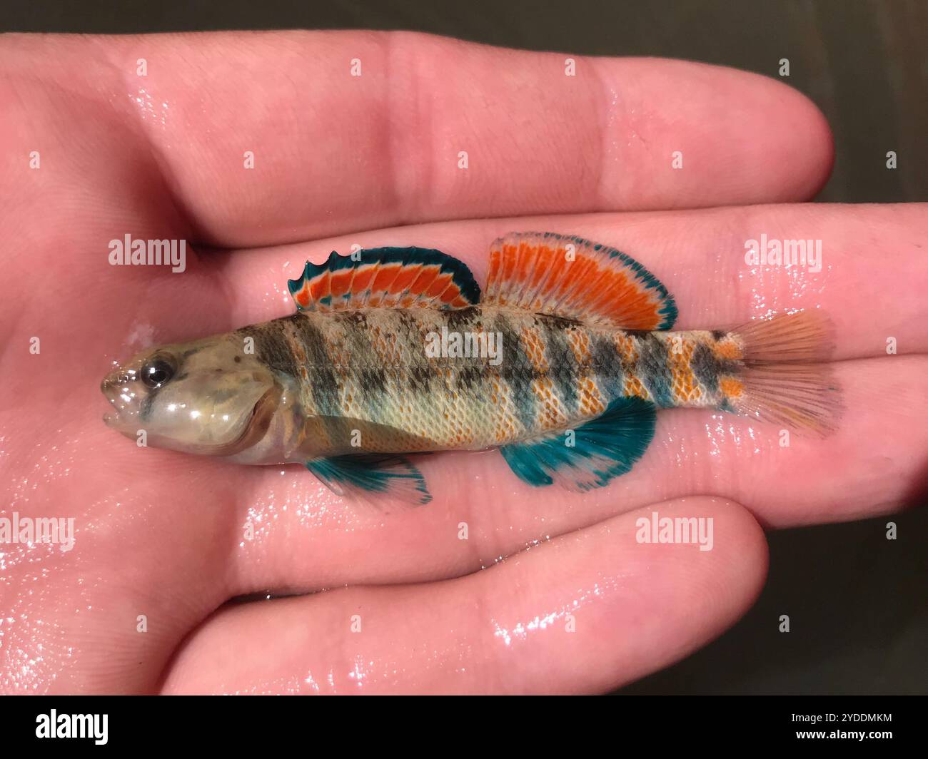 Etheostoma spectabile hi-res stock photography and images - Alamy