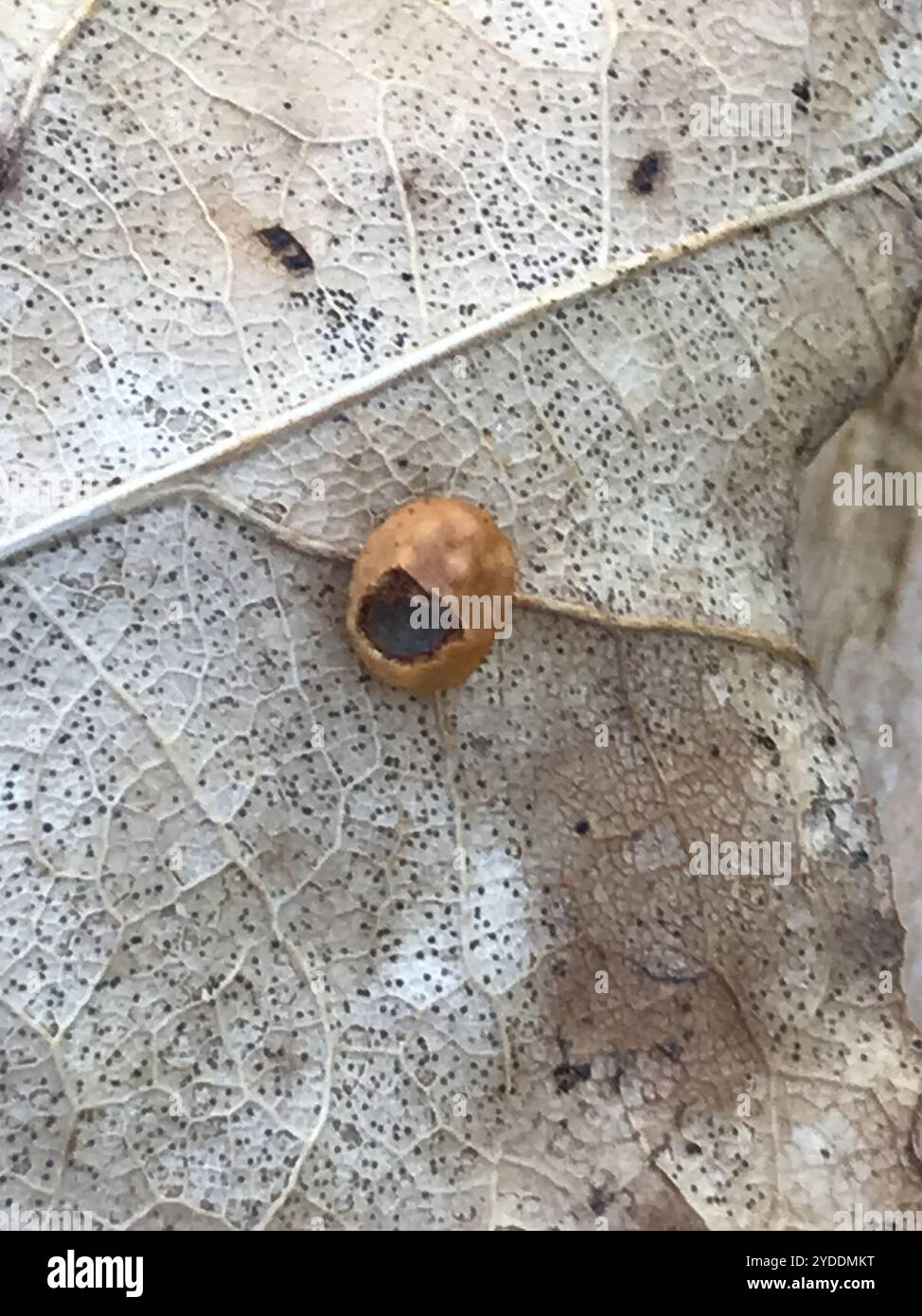 Striped Pea Gall Wasp (Cynips longiventris Stock Photo - Alamy
