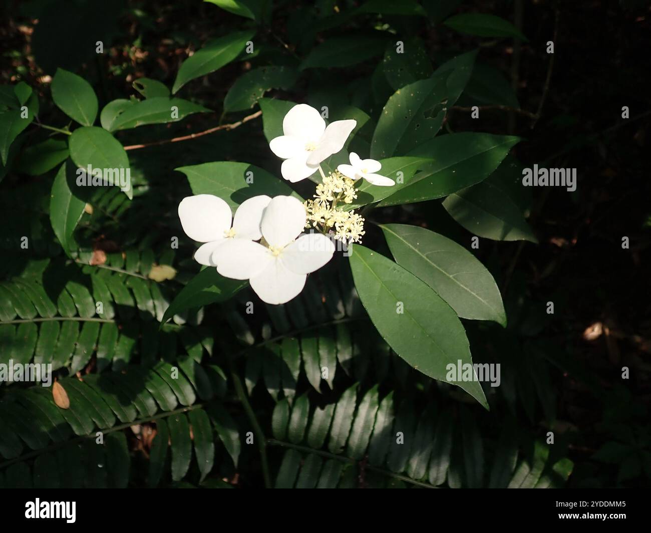Chinese Hydrangea (Hydrangea chinensis Stock Photo - Alamy