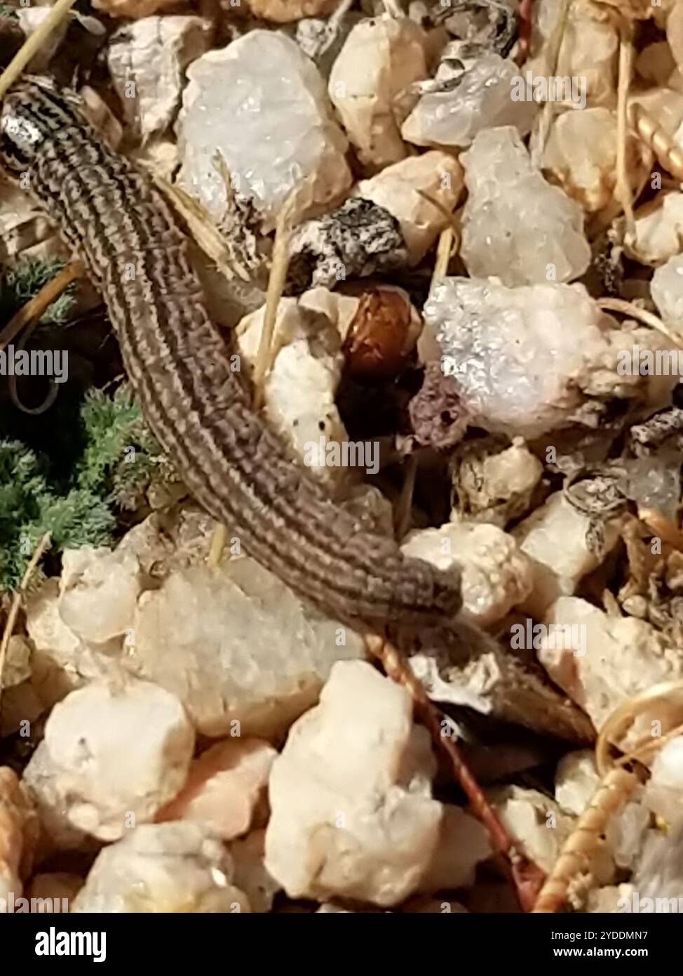 Armyworm Moths (Spodoptera Stock Photo - Alamy