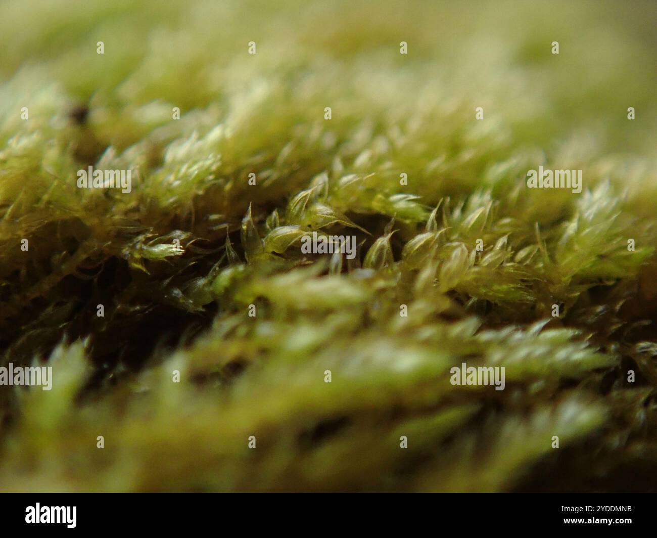 Velvet Ragged Moss (Brachytheciastrum velutinum velutinum Stock Photo ...