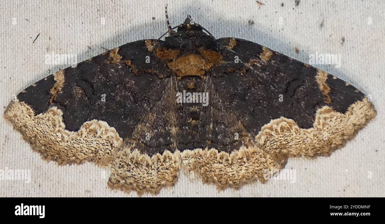 Zale moth hi-res stock photography and images - Alamy