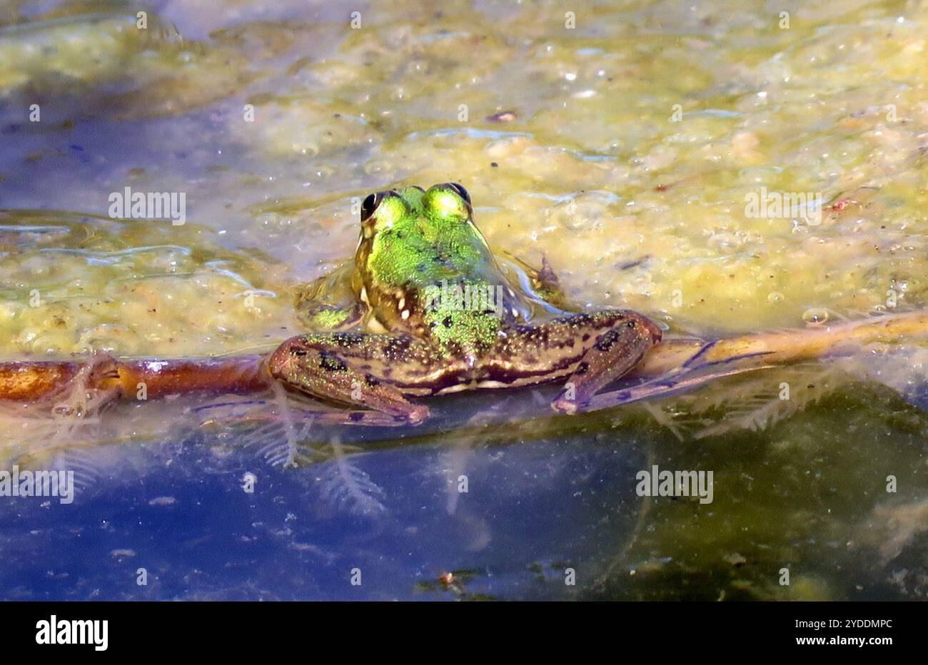 Pseudis minuta hi-res stock photography and images - Alamy