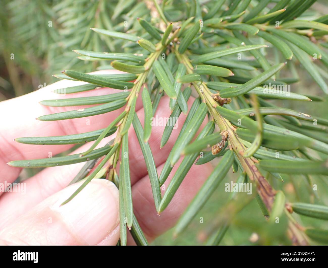 common yew (Taxus baccata Stock Photo - Alamy
