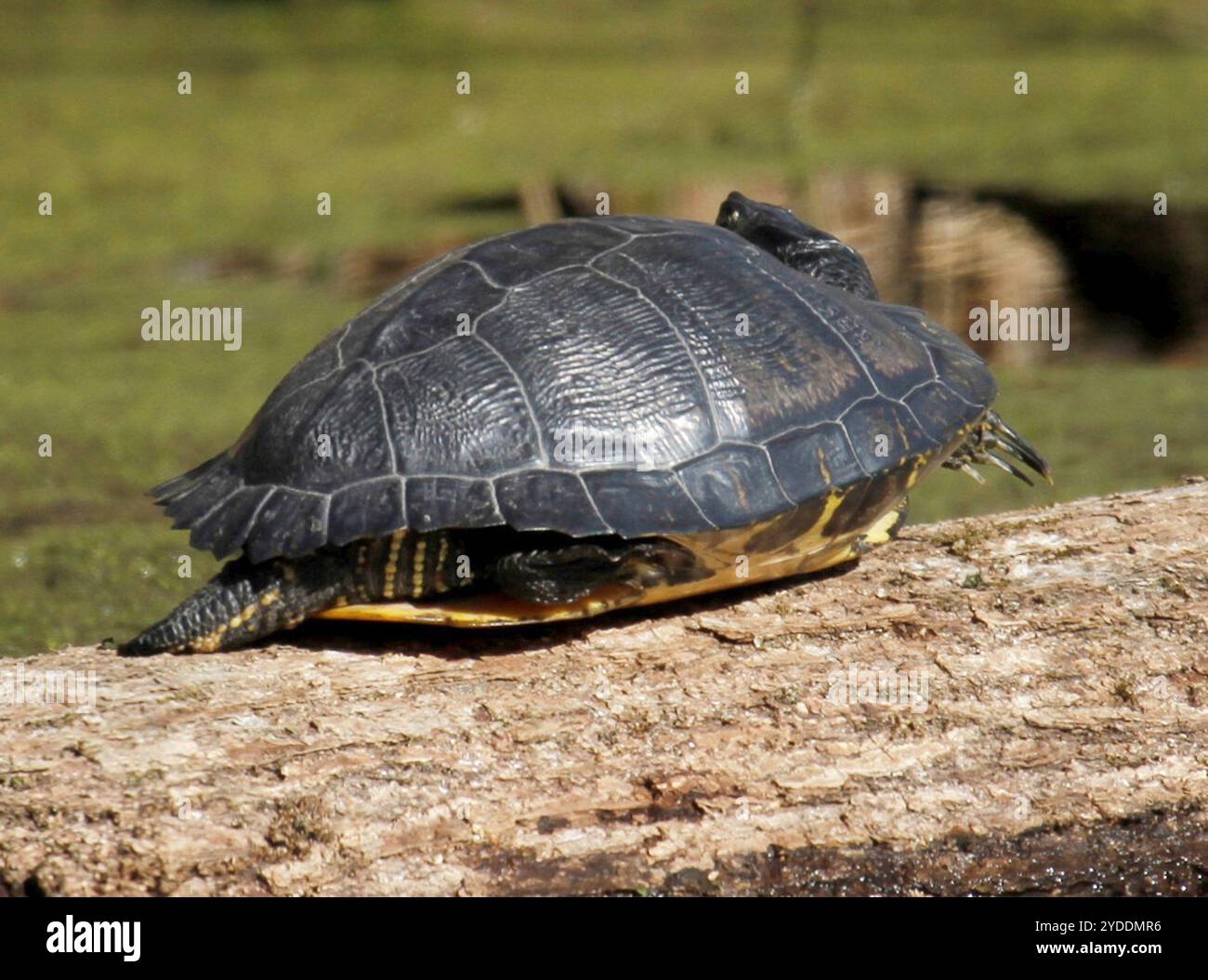 Pond Slider (Trachemys scripta Stock Photo - Alamy