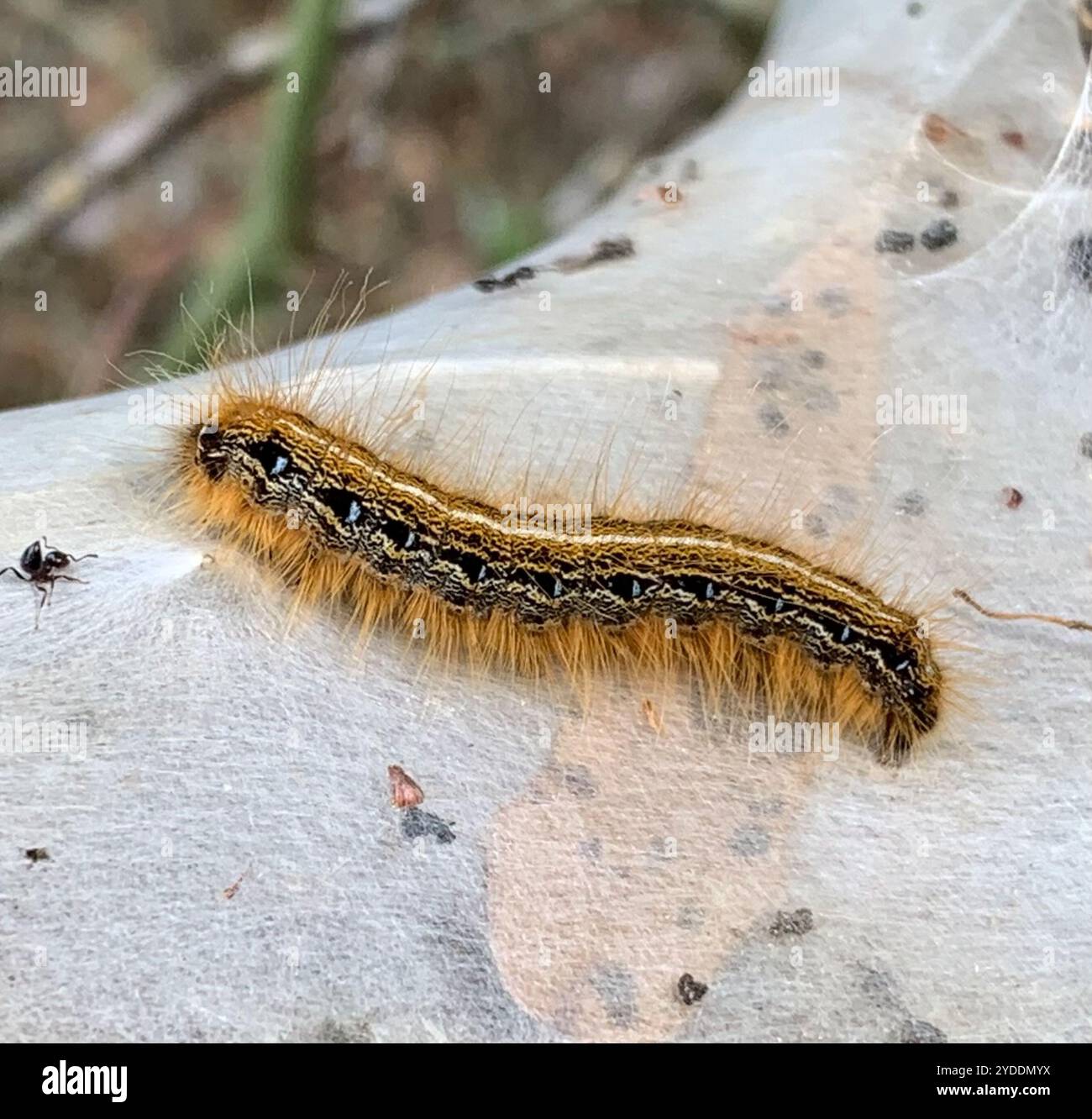 Eastern Tent Caterpillar Moth (Malacosoma americana Stock Photo - Alamy