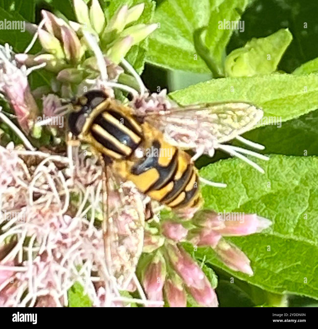 Sun Fly (Helophilus pendulus Stock Photo - Alamy