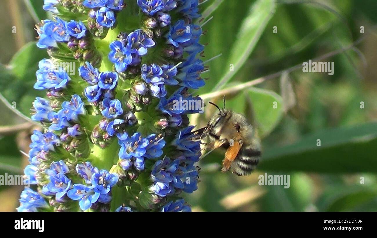 Anthophora dispar hi-res stock photography and images - Alamy