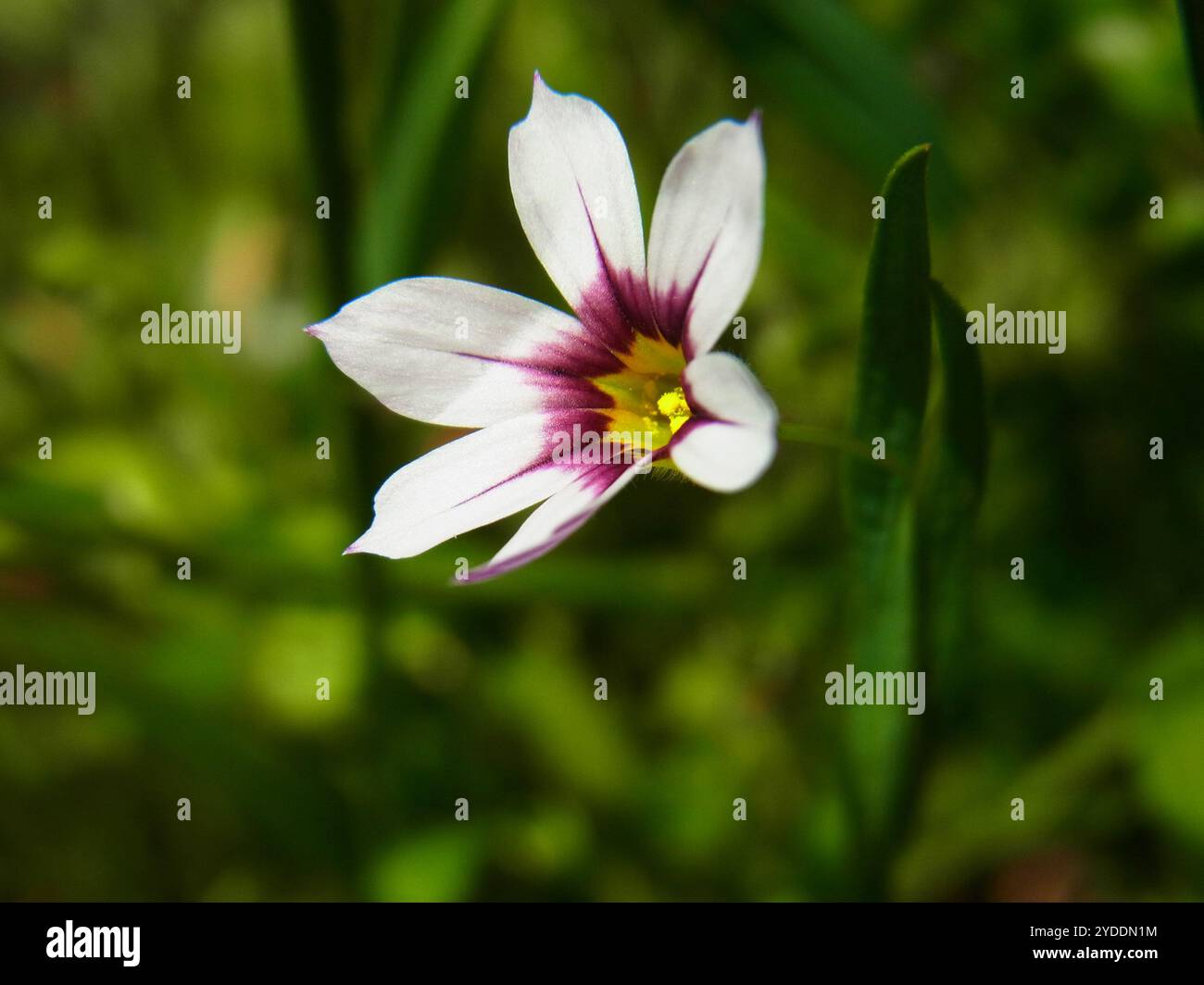 Blue Pigroot (Sisyrinchium micranthum Stock Photo - Alamy