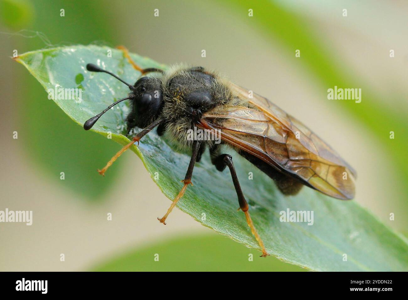 Hairy-clubhorn Sawflies (Trichiosoma Stock Photo - Alamy