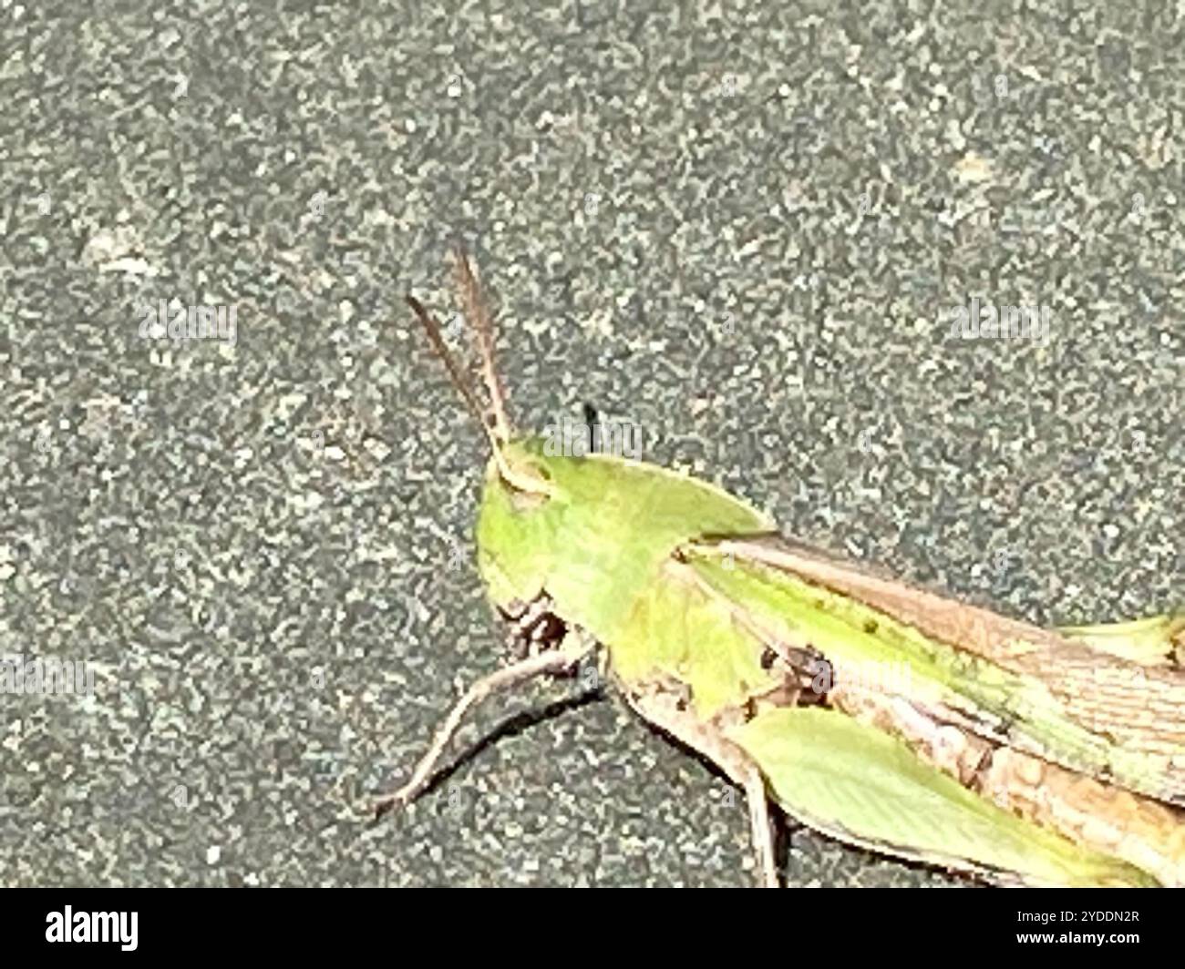 Green-striped Grasshopper (Chortophaga viridifasciata Stock Photo - Alamy