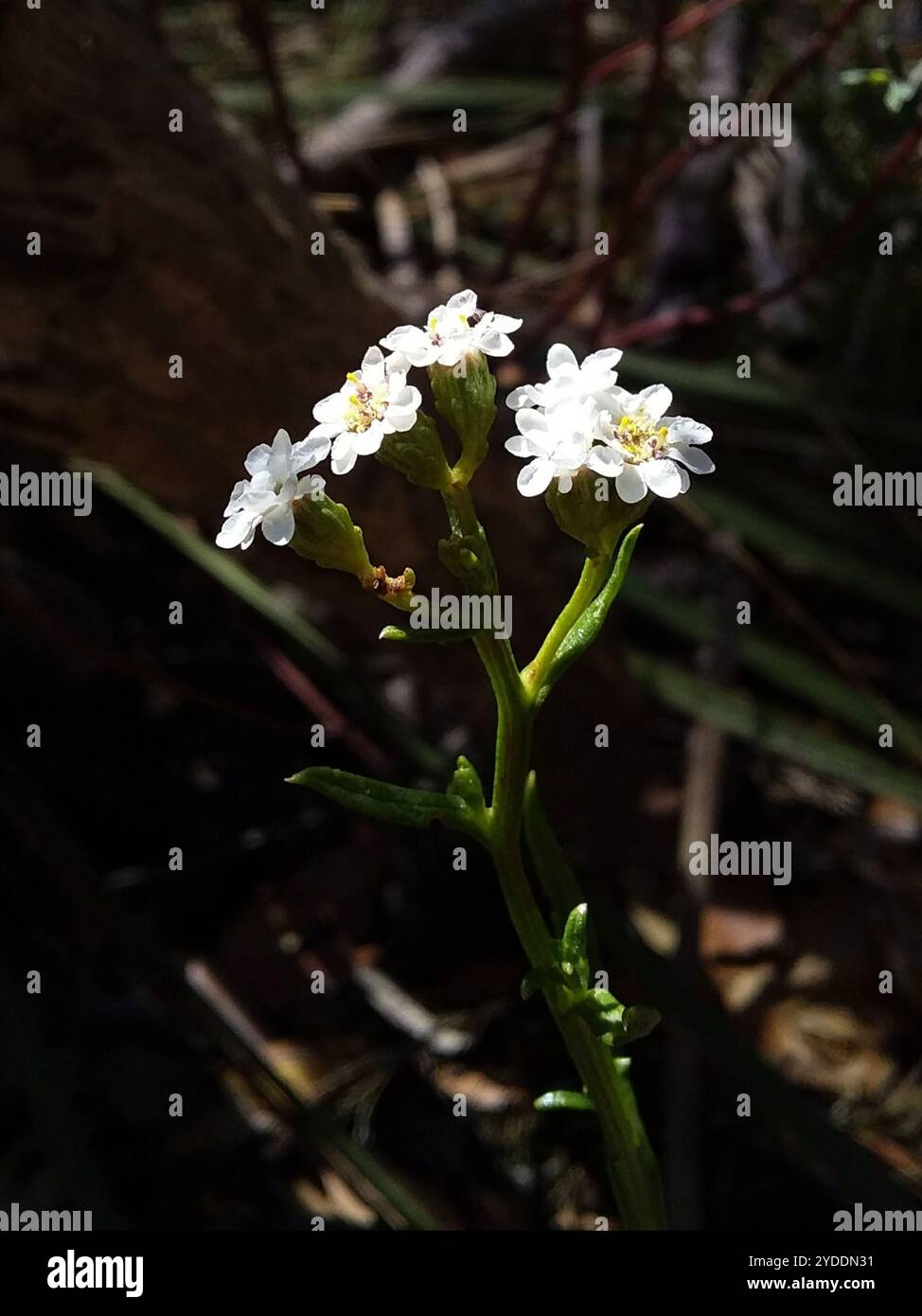 Fire Daisy (Ixodia achillaeoides alata Stock Photo - Alamy