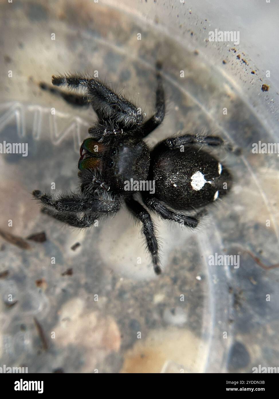 Bold Jumping Spider (Phidippus audax Stock Photo - Alamy