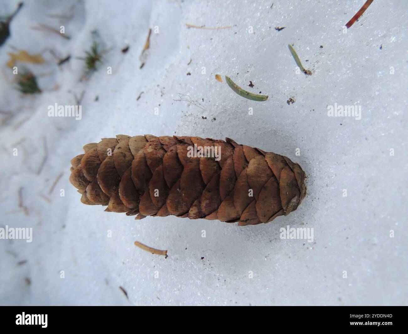 Siberian spruce (Picea obovata Stock Photo - Alamy