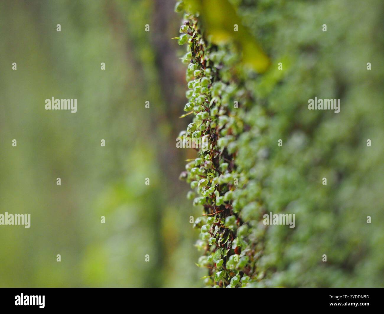 Hemisphaeric Liverwort (Reboulia hemisphaerica Stock Photo - Alamy