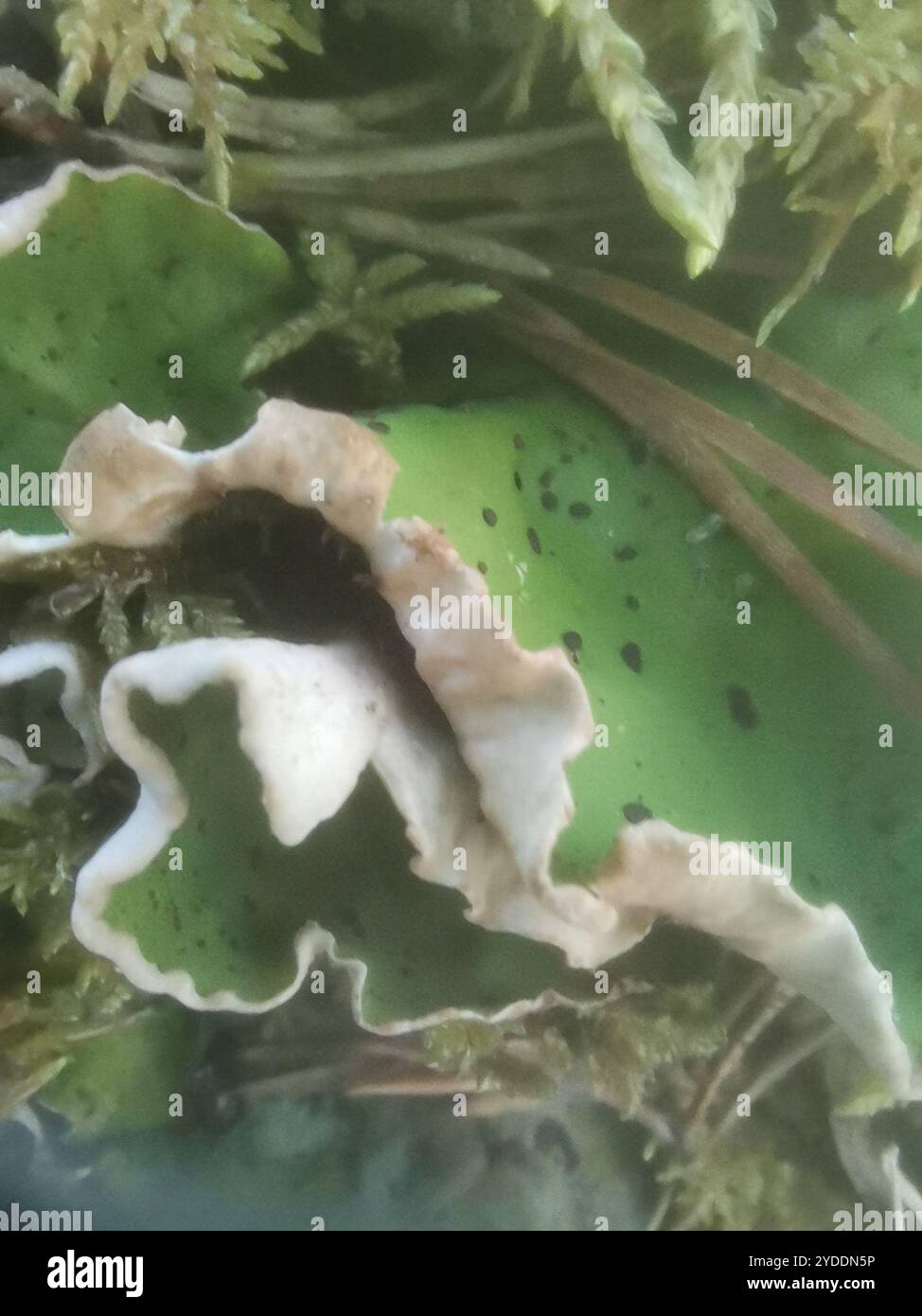 freckled pelt lichen (Peltigera aphthosa Stock Photo - Alamy