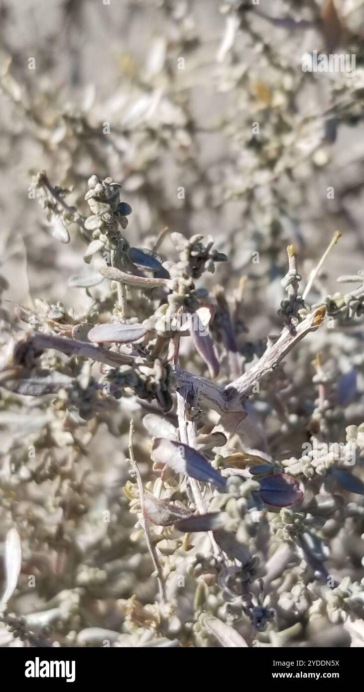 Cattle Saltbush (Atriplex polycarpa Stock Photo - Alamy