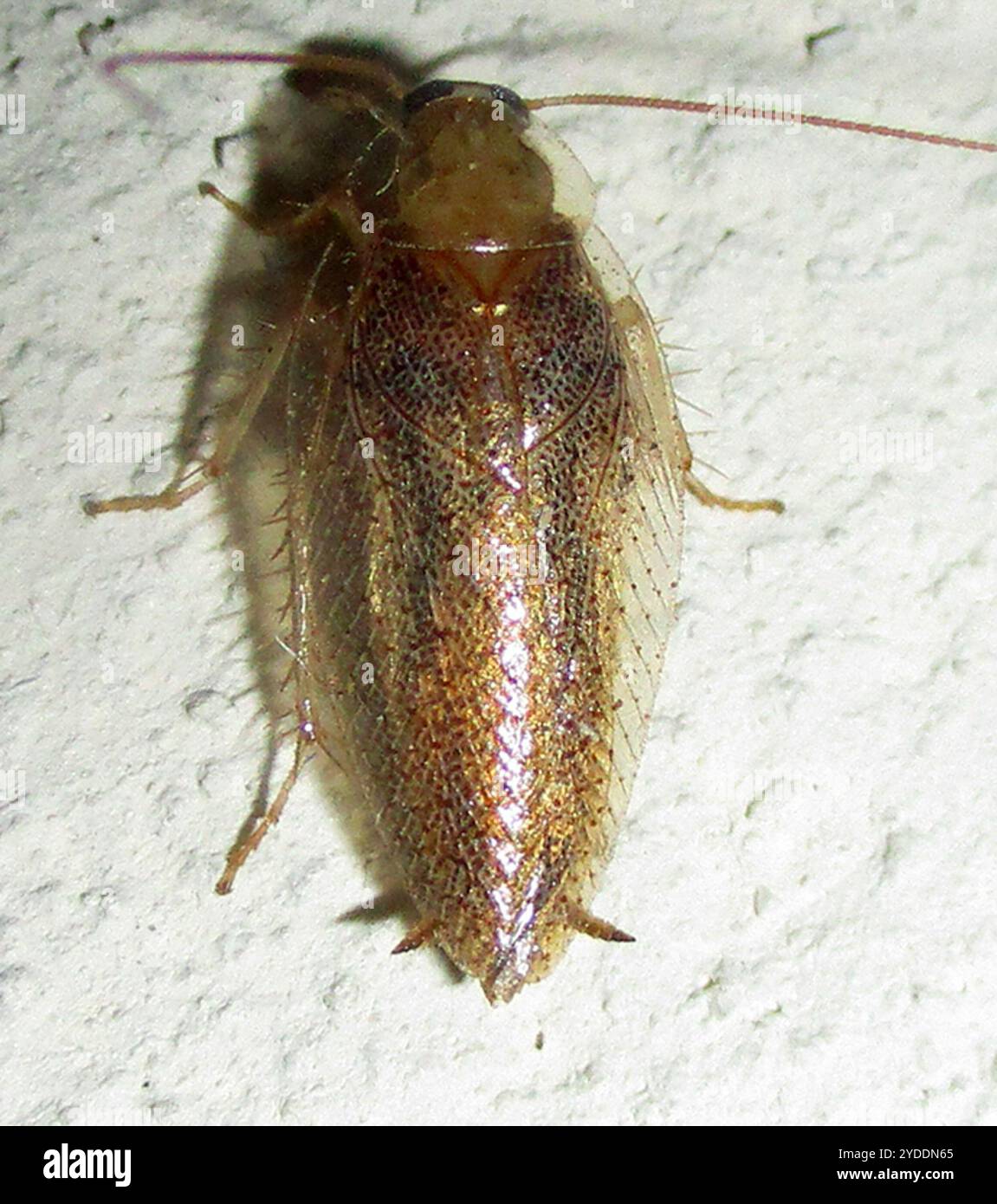 Giant and Wood Cockroaches (Blaberoidea Stock Photo - Alamy