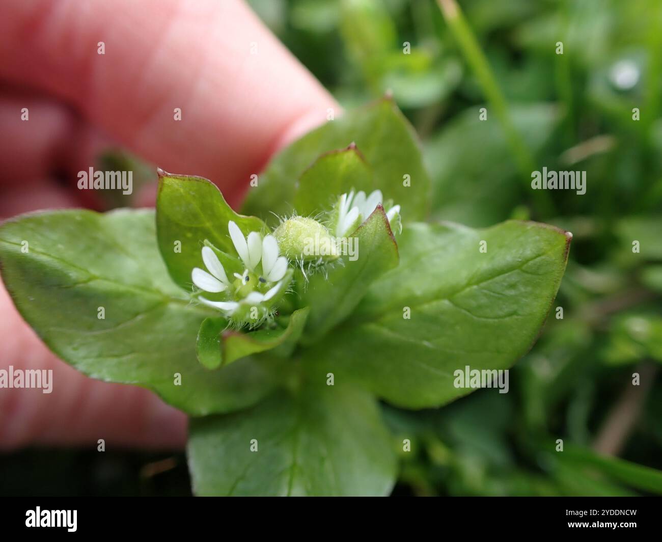 common chickweed (Stellaria media Stock Photo - Alamy