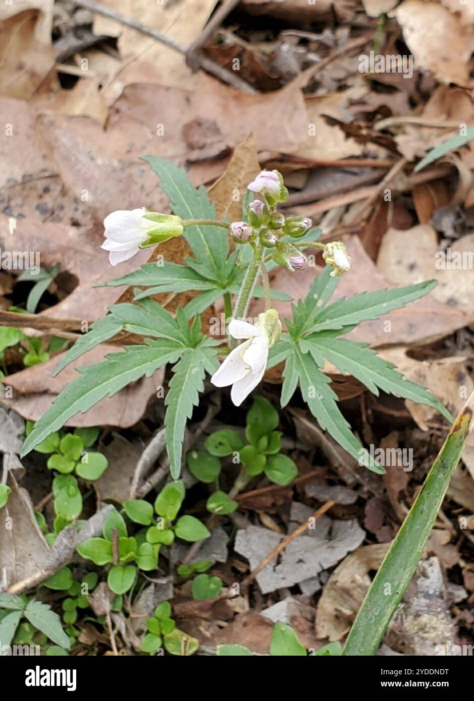 cut-leaved toothwort (Cardamine concatenata Stock Photo - Alamy