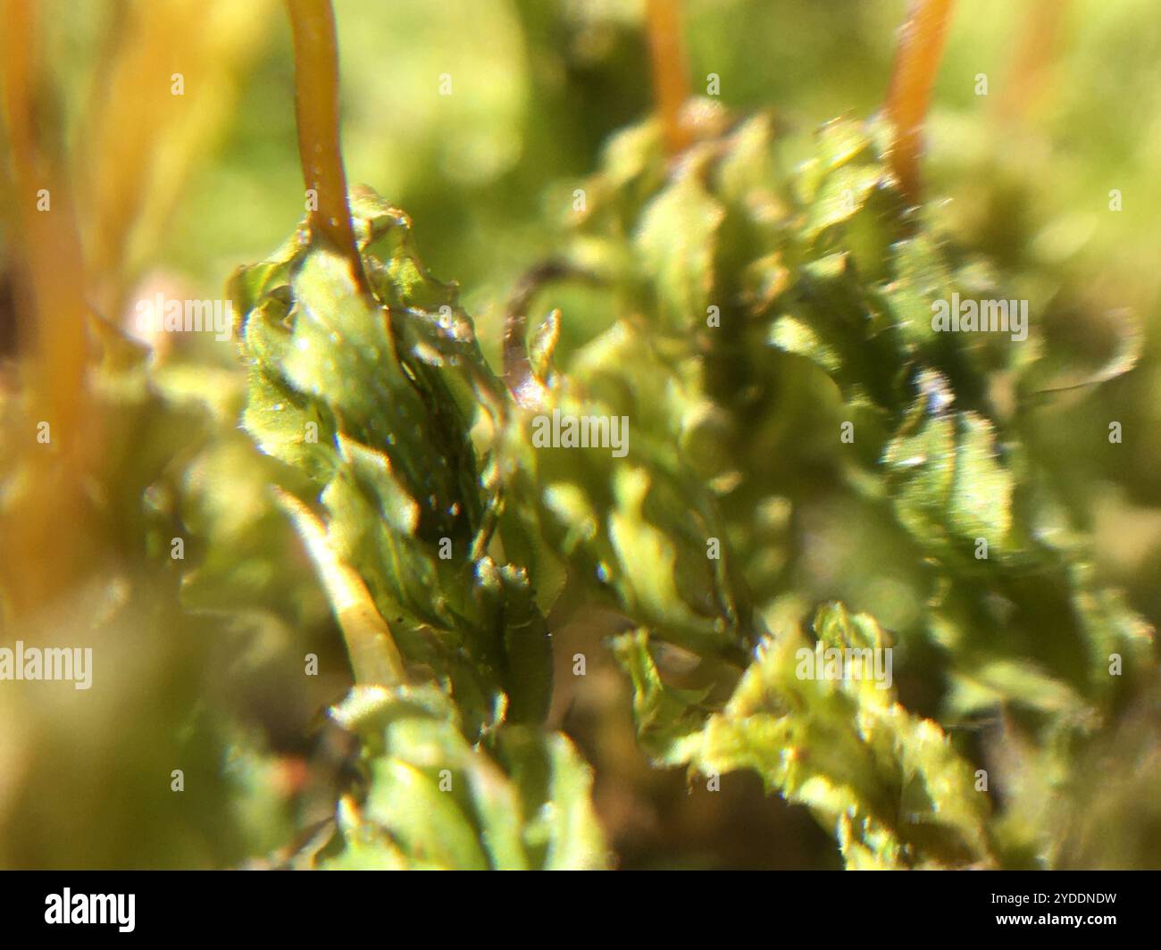 lesser smoothcap (Atrichum angustatum Stock Photo - Alamy