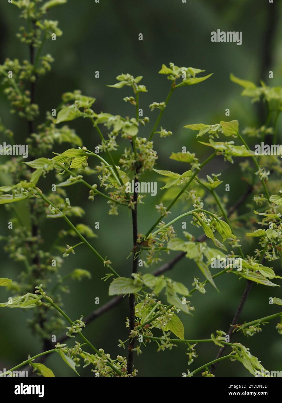 Chinese Hackberry (Celtis sinensis Stock Photo - Alamy