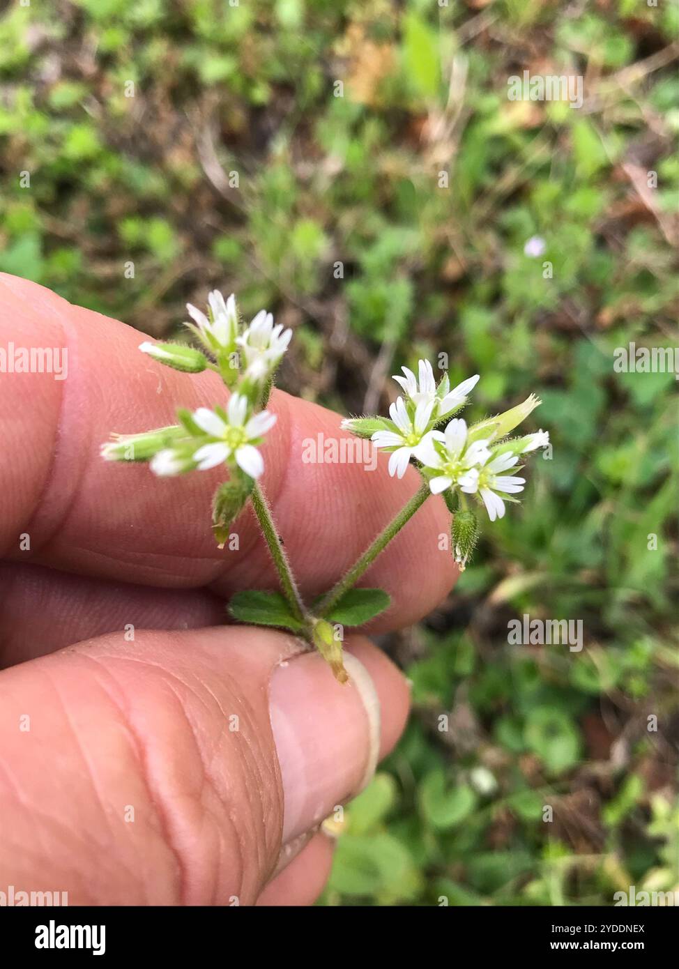Sticky mouse-ear chickweed (Cerastium glomeratum Stock Photo - Alamy