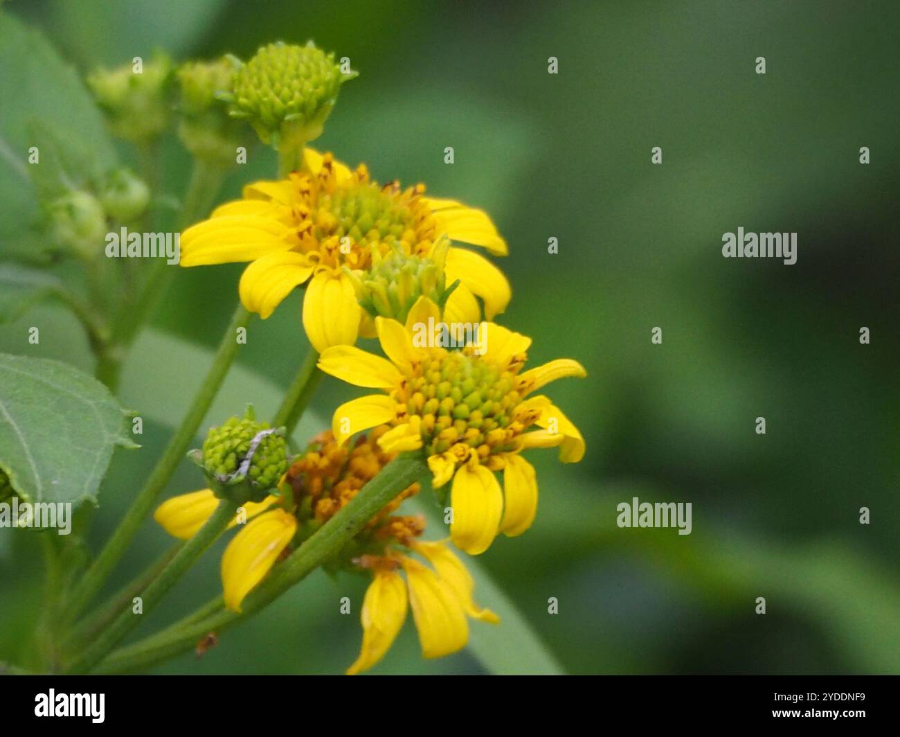 sea daisy (Wollastonia biflora Stock Photo - Alamy