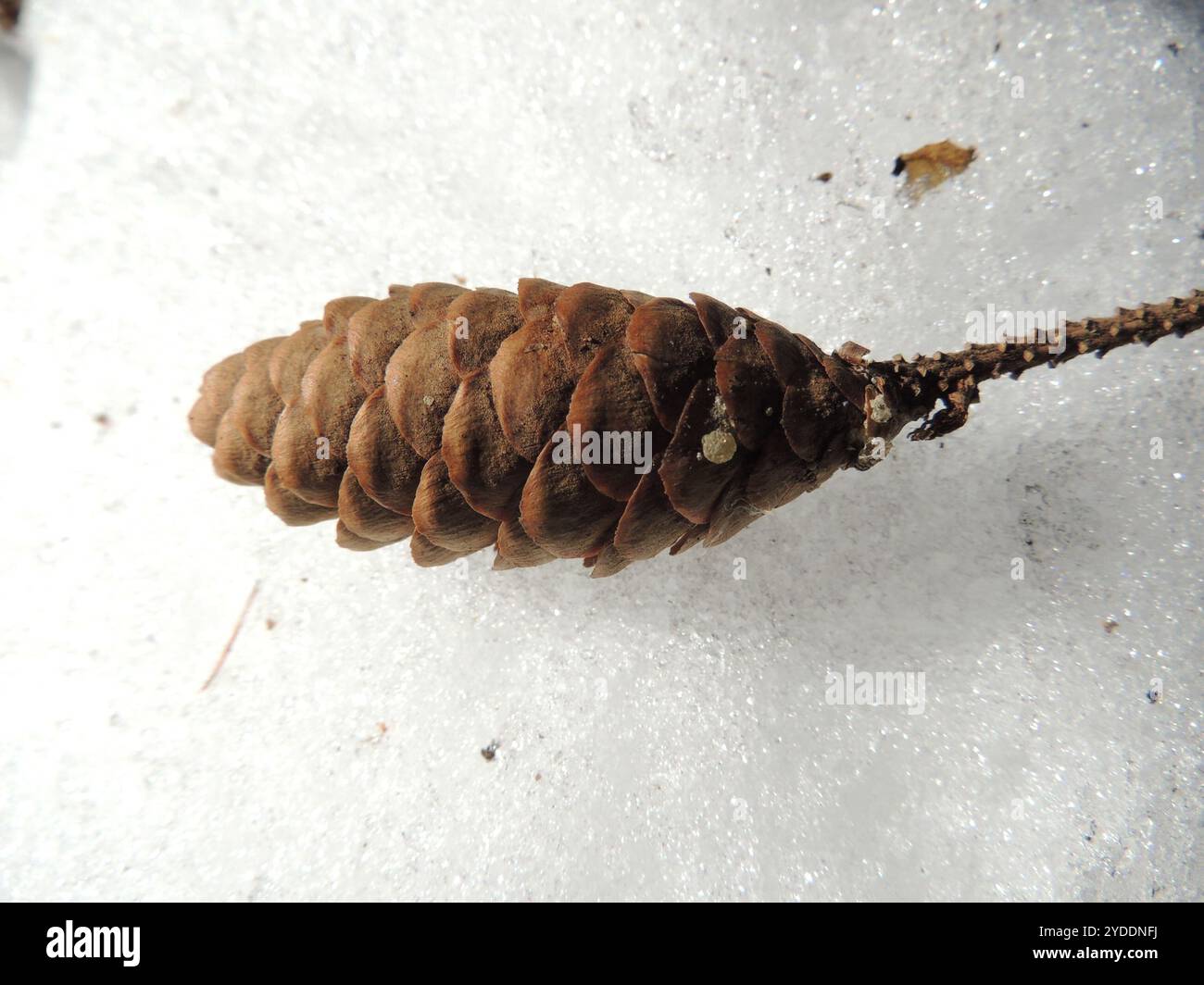 Siberian spruce (Picea obovata Stock Photo - Alamy