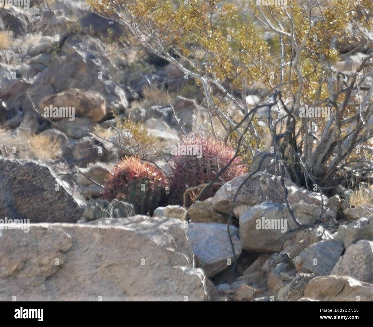 California Barrel Cactus (Ferocactus cylindraceus Stock Photo - Alamy