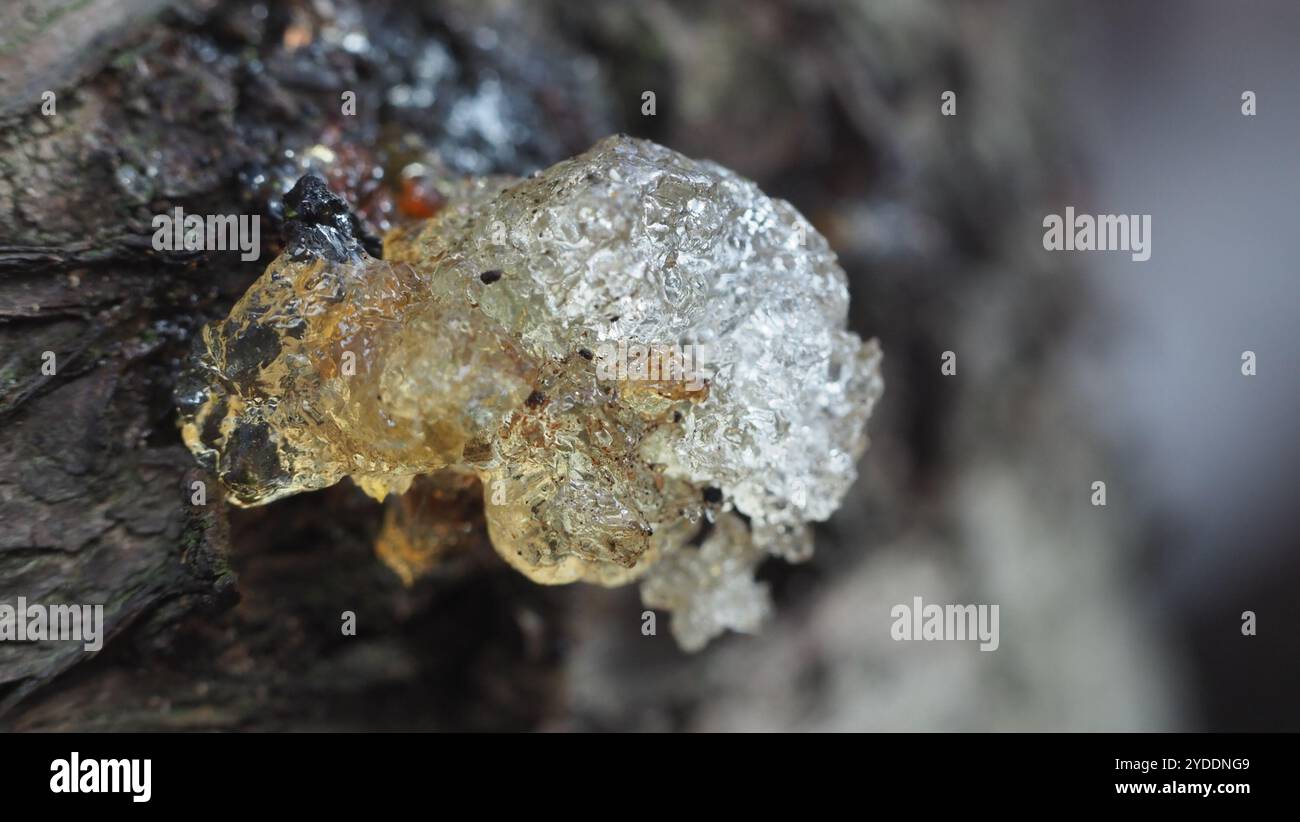 Bacterial Speck (Pseudomonas syringae Stock Photo - Alamy