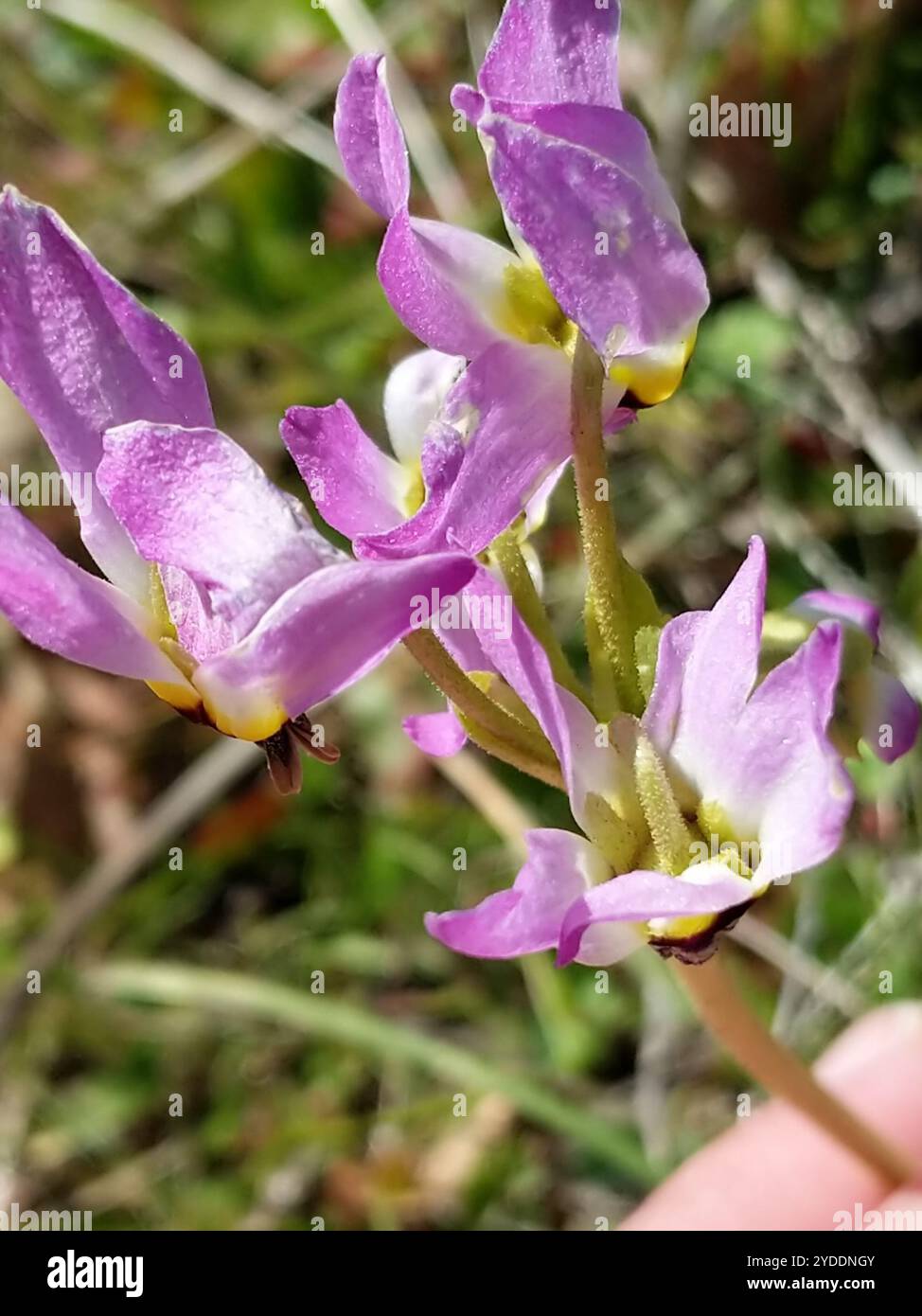 Padre's Shooting Star (Primula clevelandii Stock Photo - Alamy