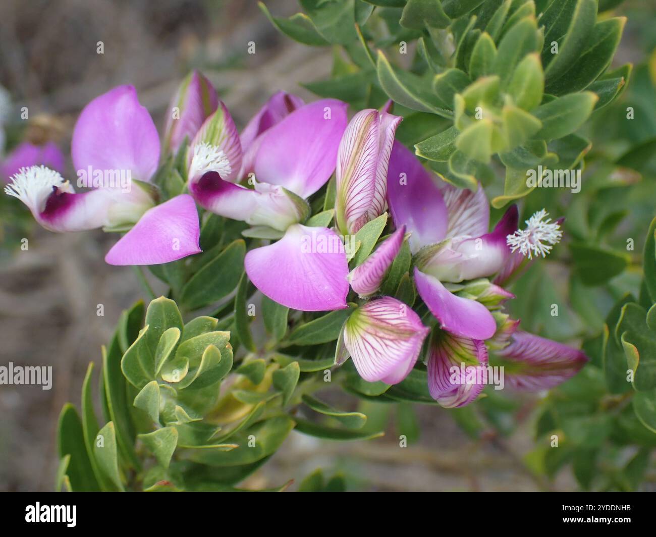 Septemberbush (Polygala myrtifolia myrtifolia Stock Photo - Alamy