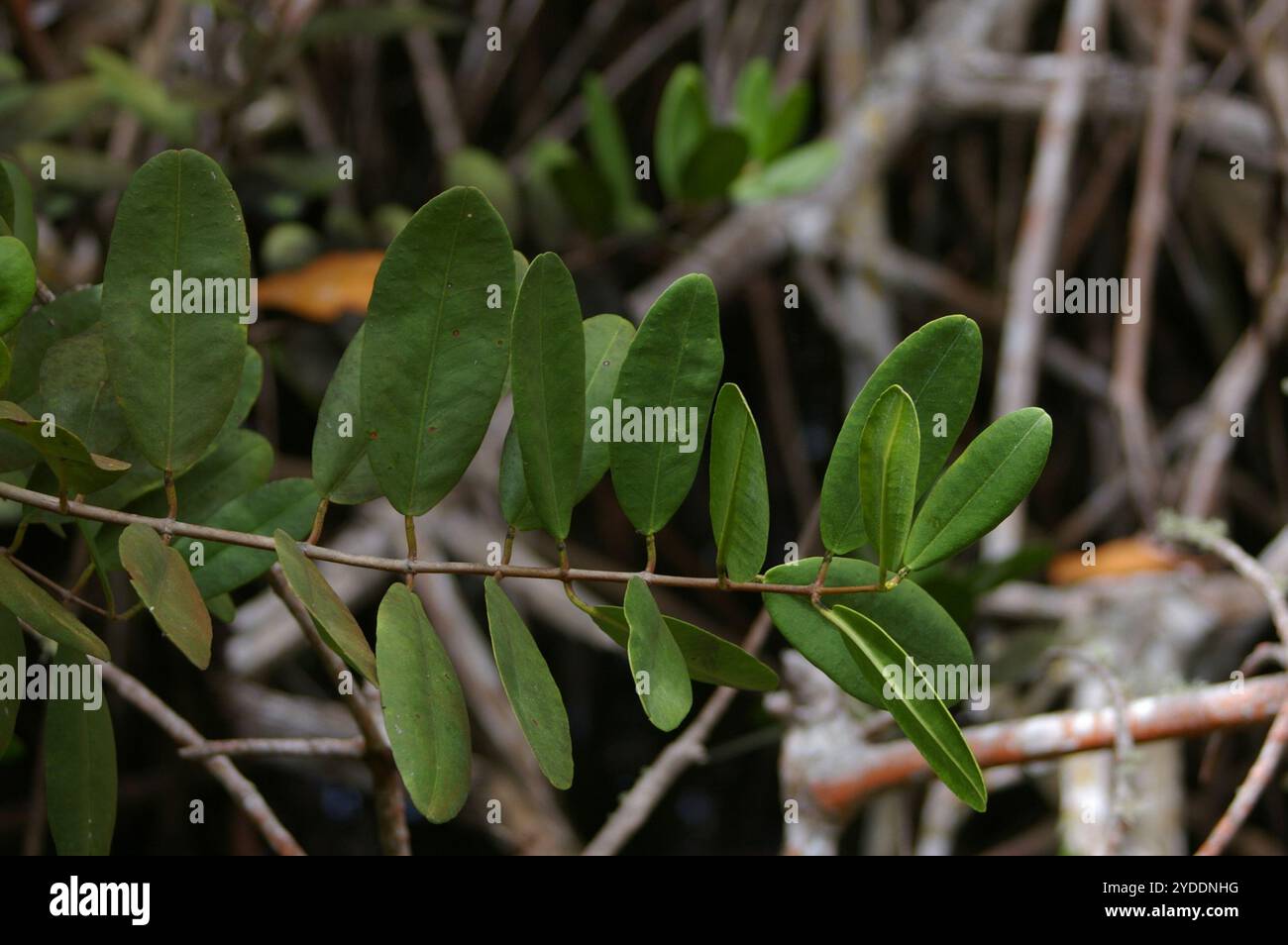 White Mangrove (Laguncularia racemosa Stock Photo - Alamy
